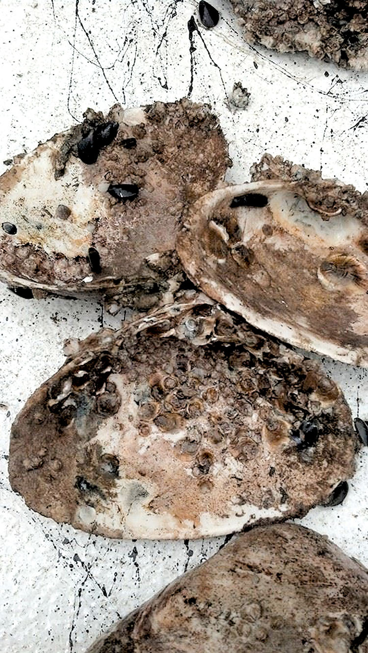 The Two River Times | Oyster Reefs Could Return to The Navesink