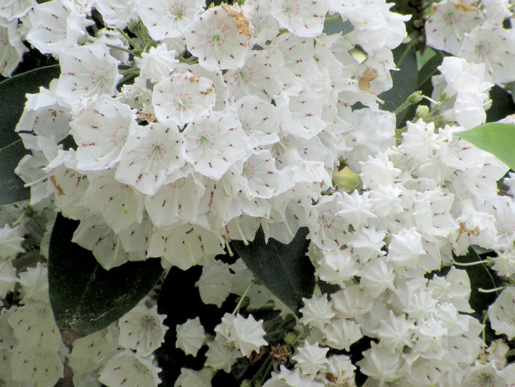 The Two River Times | Magnificent Mountain Laurel in Bloom