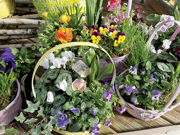 Get Planting: Spring Has Sprung - Two River Times