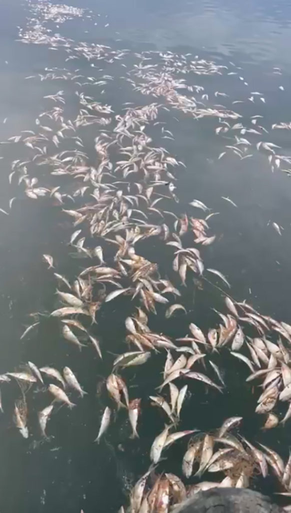 Bacterium Probable Cause of Local Massive Fish Kills - Two River Times