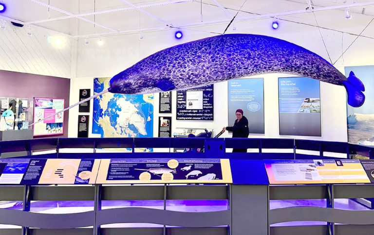An ‘Arctic Legend:’ Monmouth Museum Exhibits Life-Size Narwhal - Two ...